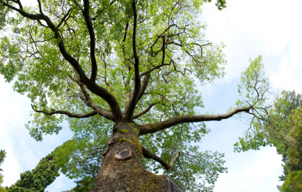 Tu B’Shvat | OLAMI Resources